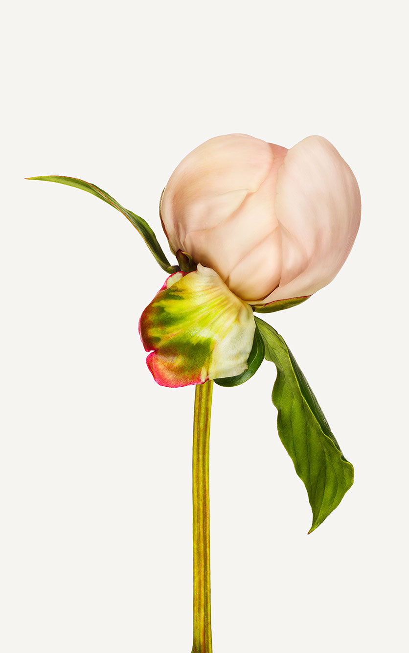 About - Superflower Studio